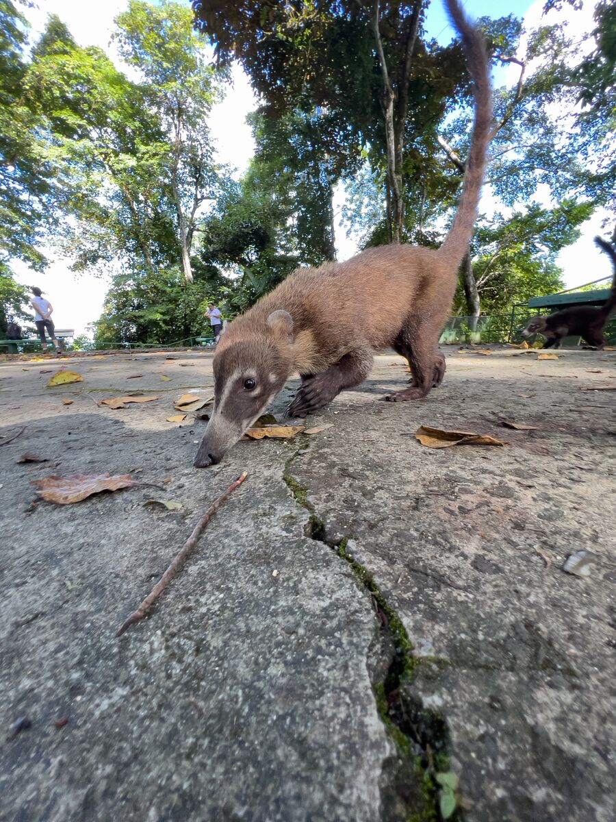 Wildlife Experience Metropolitan Park | Ecocircuitos